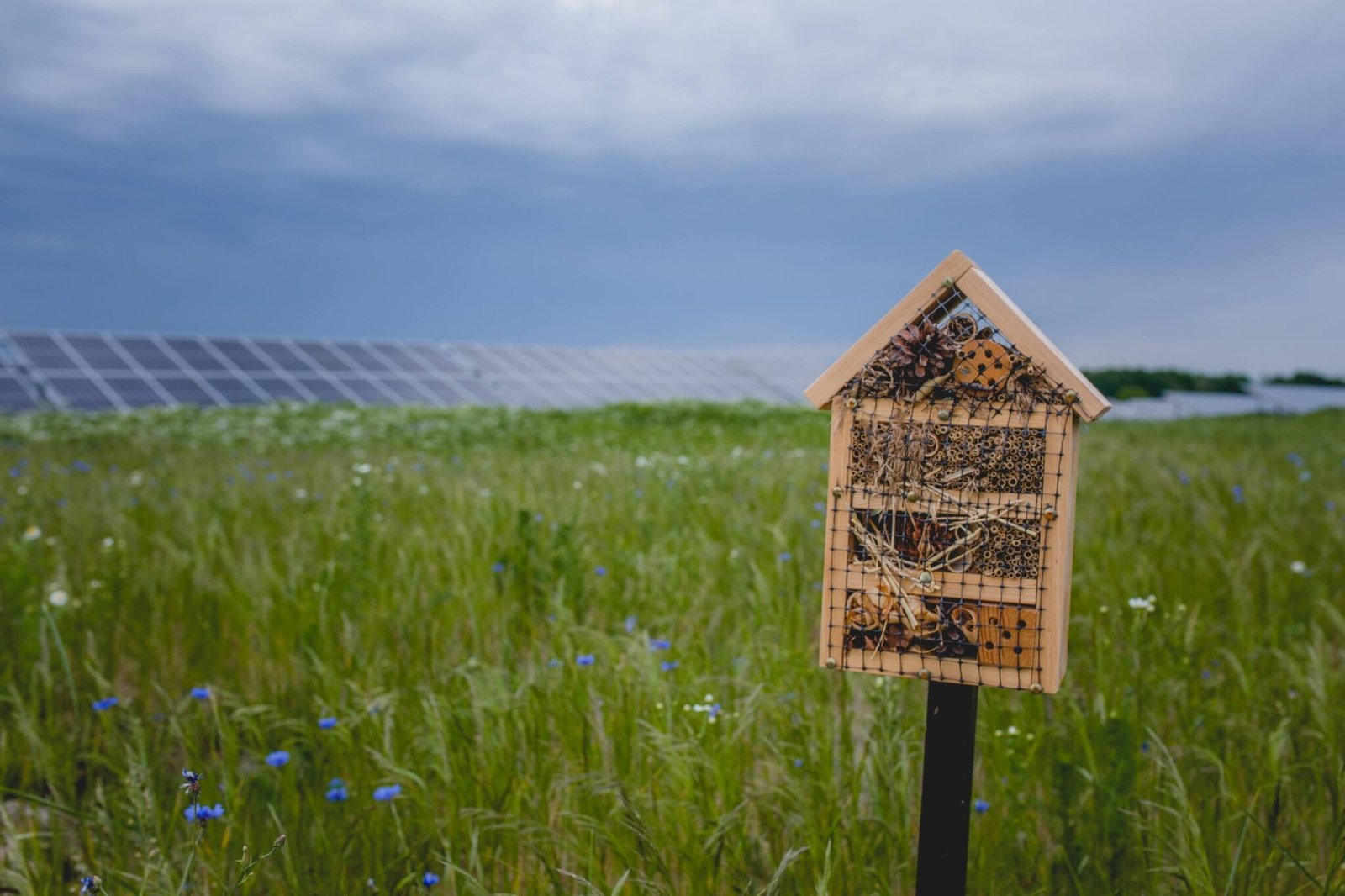 Reviving Ecosystems: Biodiversity-First Solar Farms For A Sustainable ...